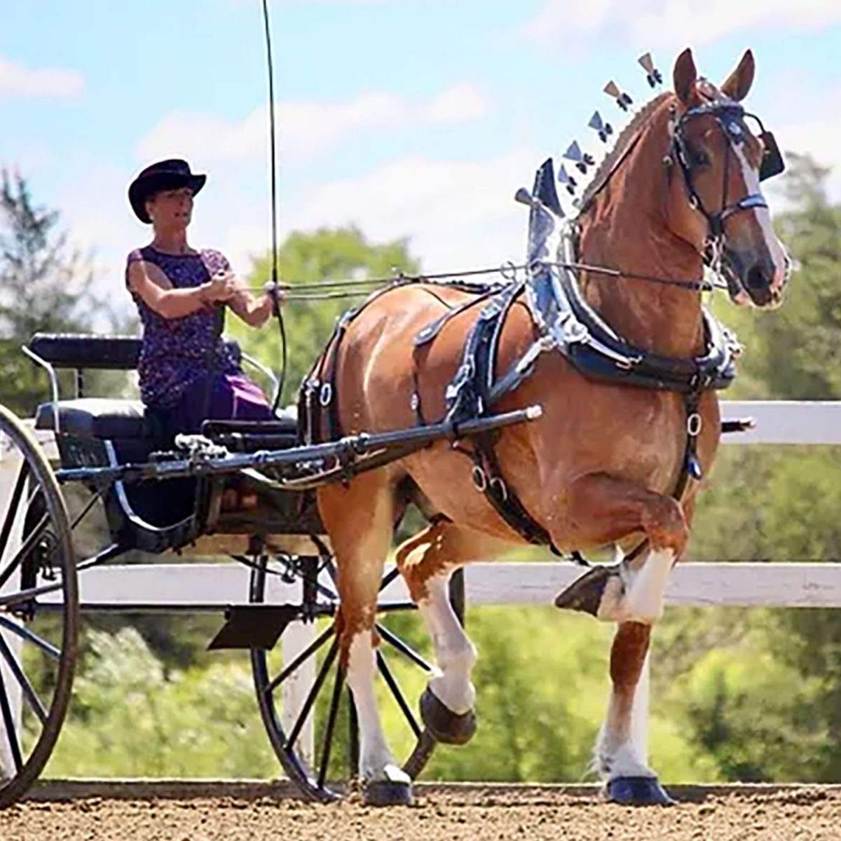 Dana Cushman and Lenny Wiese Iron Horse Belgians Rhode Island ...